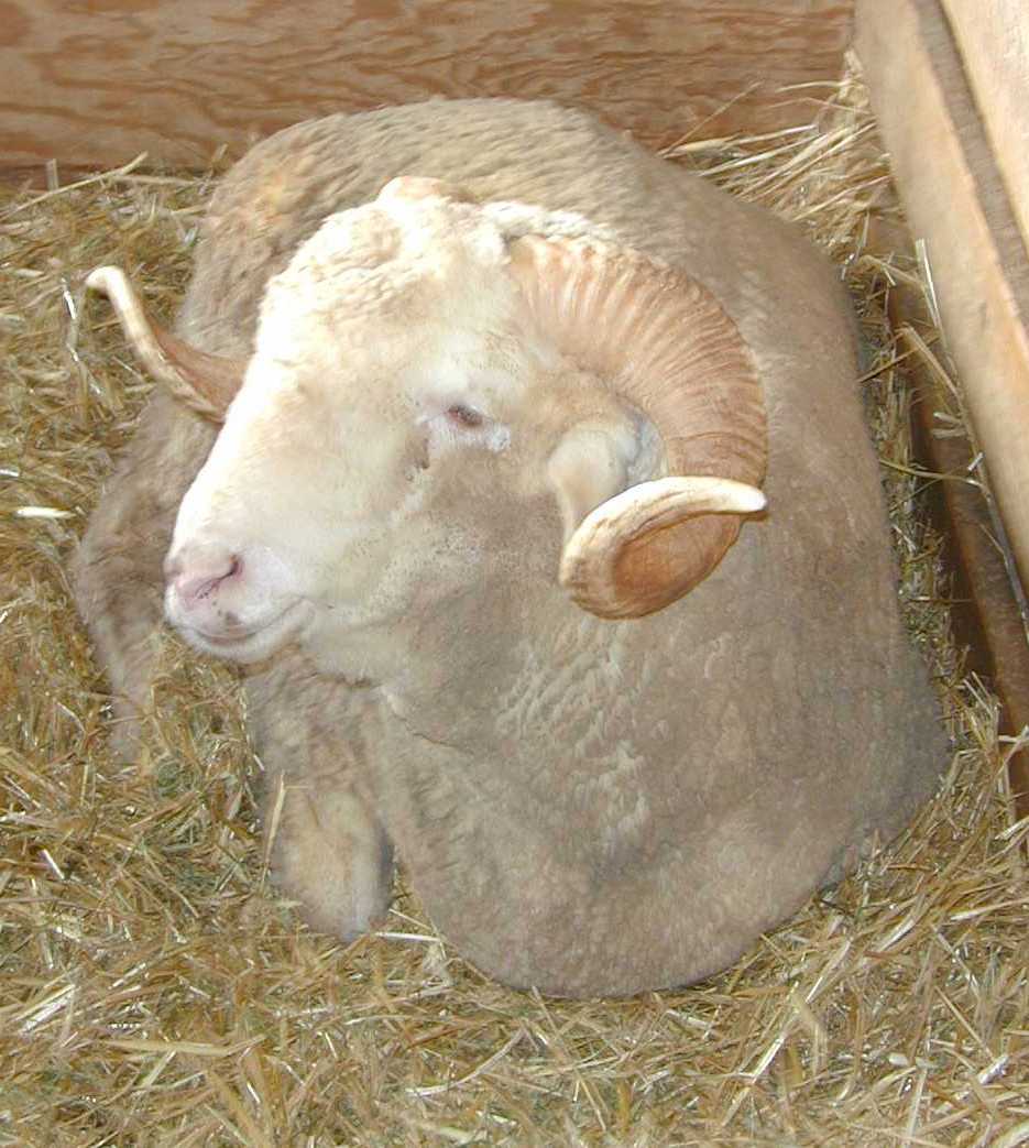 Maryland Sheep and Wool Festival
